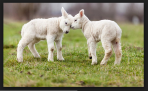 WONDERS! Residents in shock as sheep delivers human-like baby [PHOTOS ...