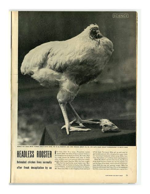 Meet Mike The Headless Chicken: Chicken That Lived For 18 Months ...