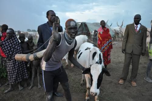 The Dinka System of Marriage, Where 100 Cattles are Paid as Dowry ...