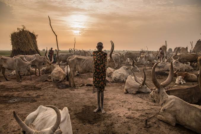 The Dinka System of Marriage, Where 100 Cattles are Paid as Dowry ...
